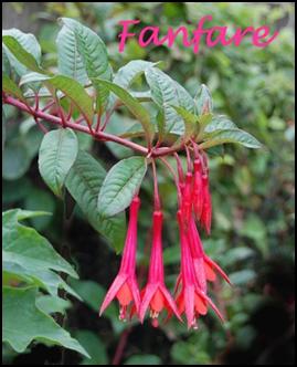 Northwest Fuchsia Society Fuchsia Books
